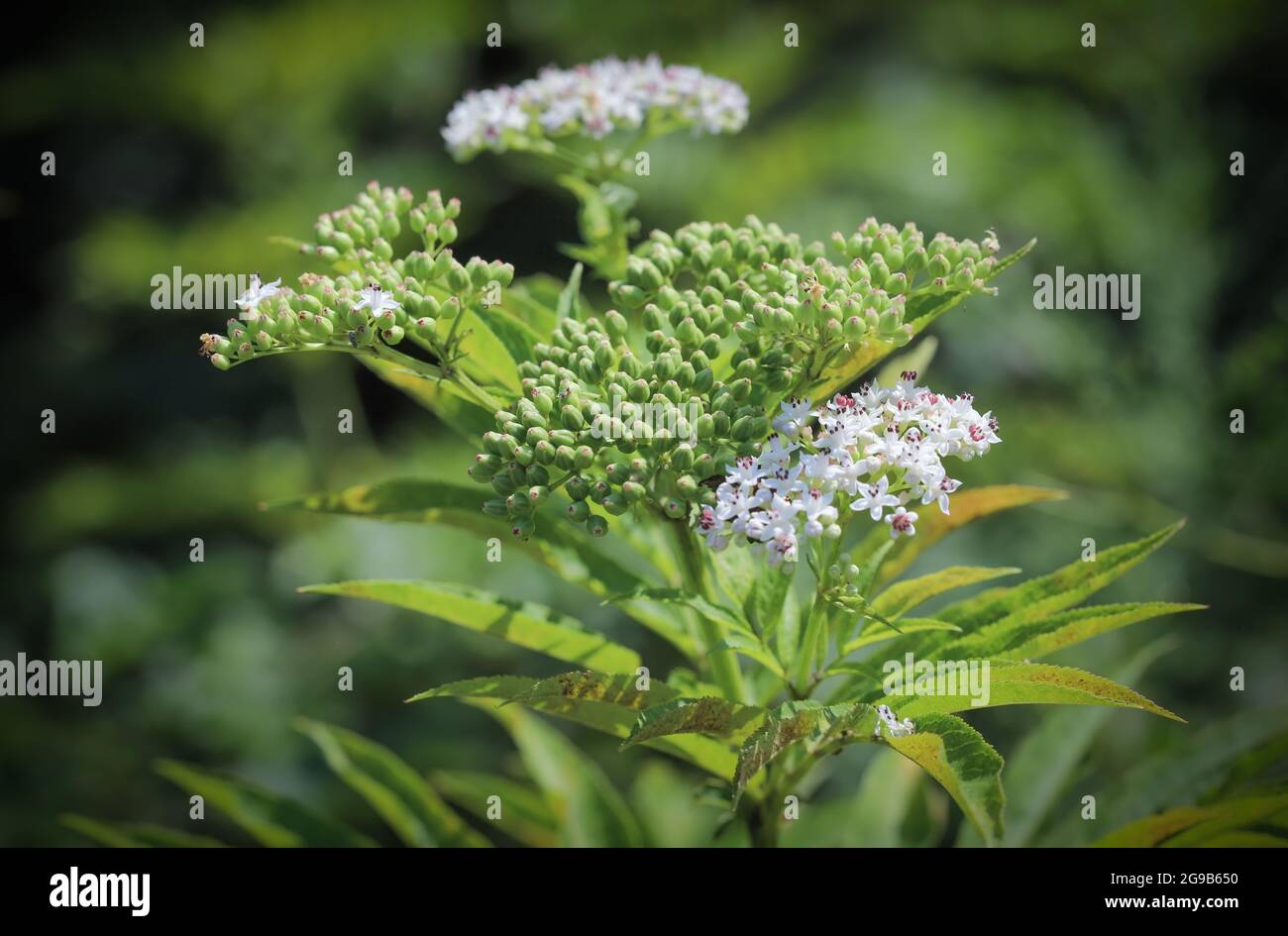 Asclepias incarnata, Marsh Milkweed, Swamp Butterfly Weed Stock Photo ...