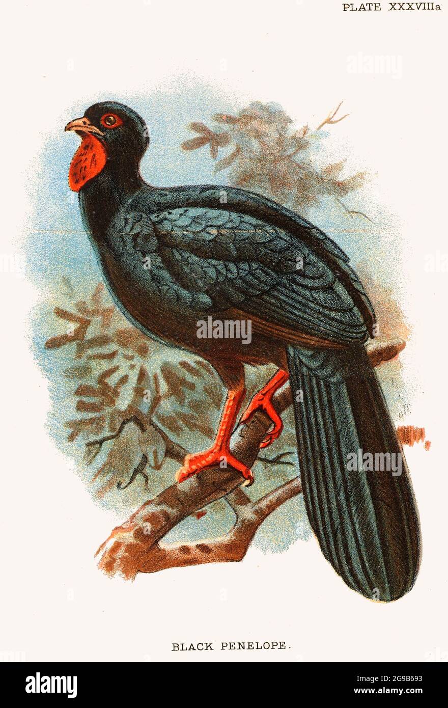 vintage illustrations Gamebirds Stock Photo - Alamy