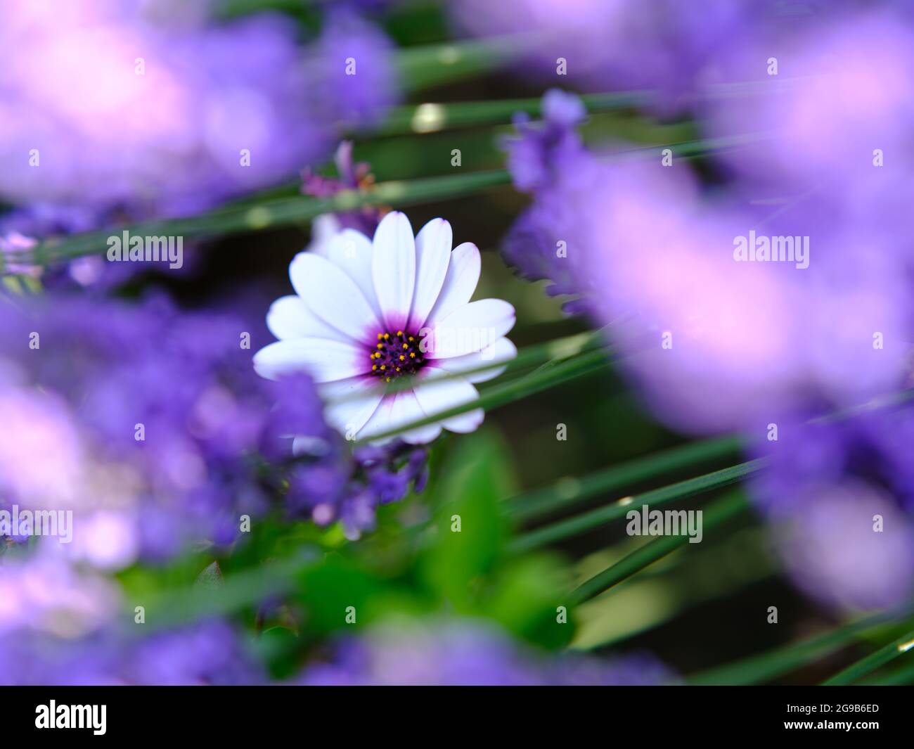 Lavender being pollenated by bees Stock Photo - Alamy