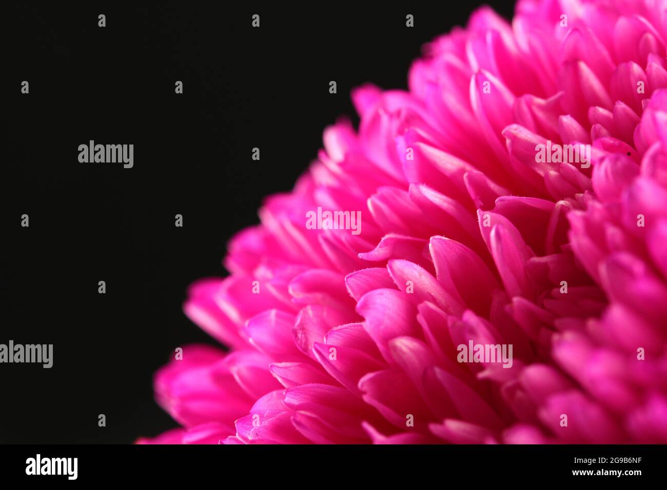 beautiful aster flower, on black background Stock Photo - Alamy