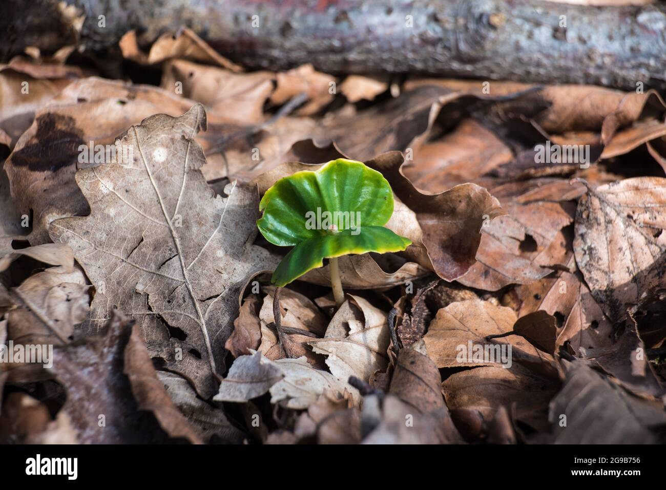 Rotten branch beech hi-res stock photography and images - Alamy