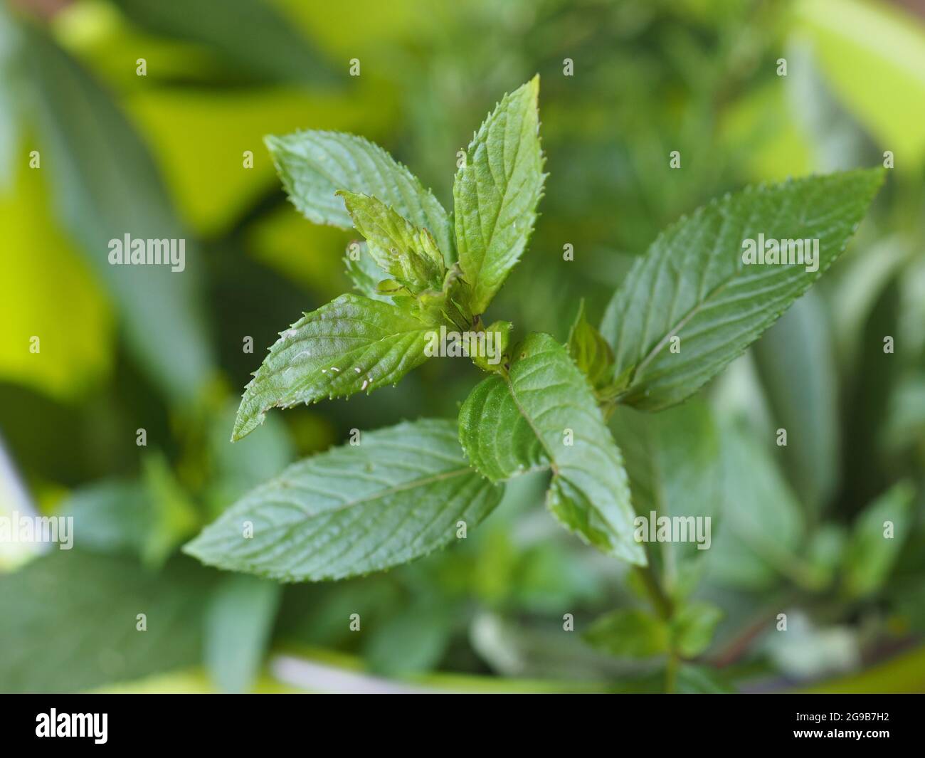 peppermint (scientific name Mentha x piperita) plant Stock Photo - Alamy