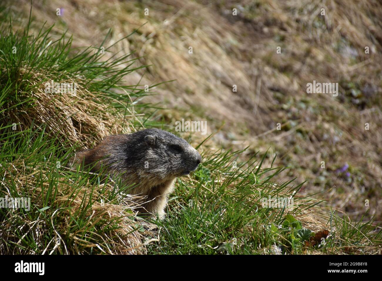 Herauslugen hi-res stock photography and images - Alamy