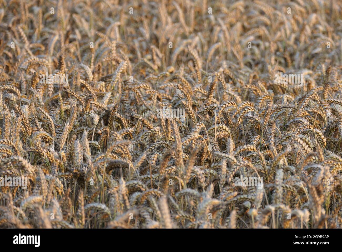 Detail of a field of golden-coloured wheat at sunset. The ears of wheat ...