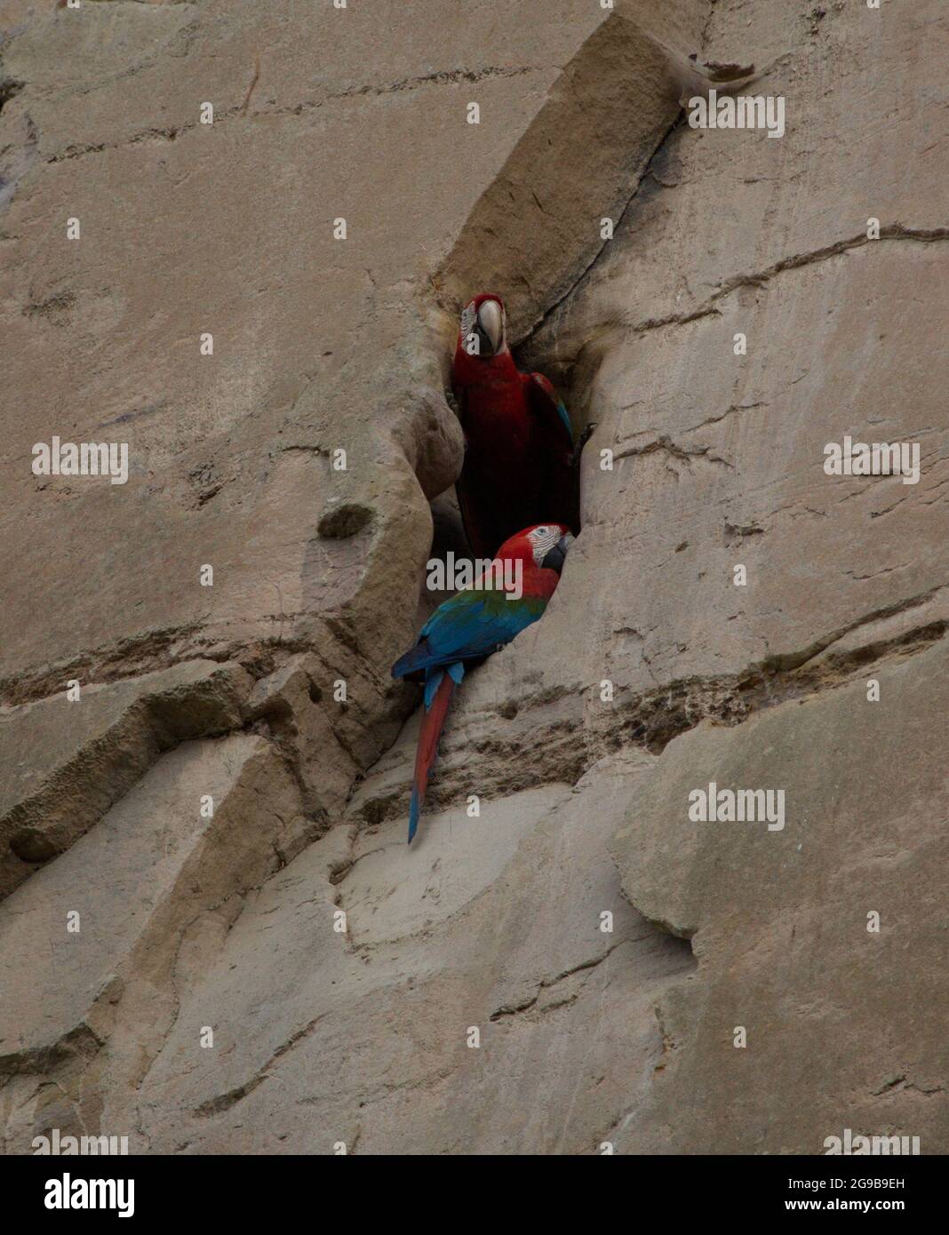 Closeup of two colorful Scarlet Macaw (Ara macao) nesting in hole of ...