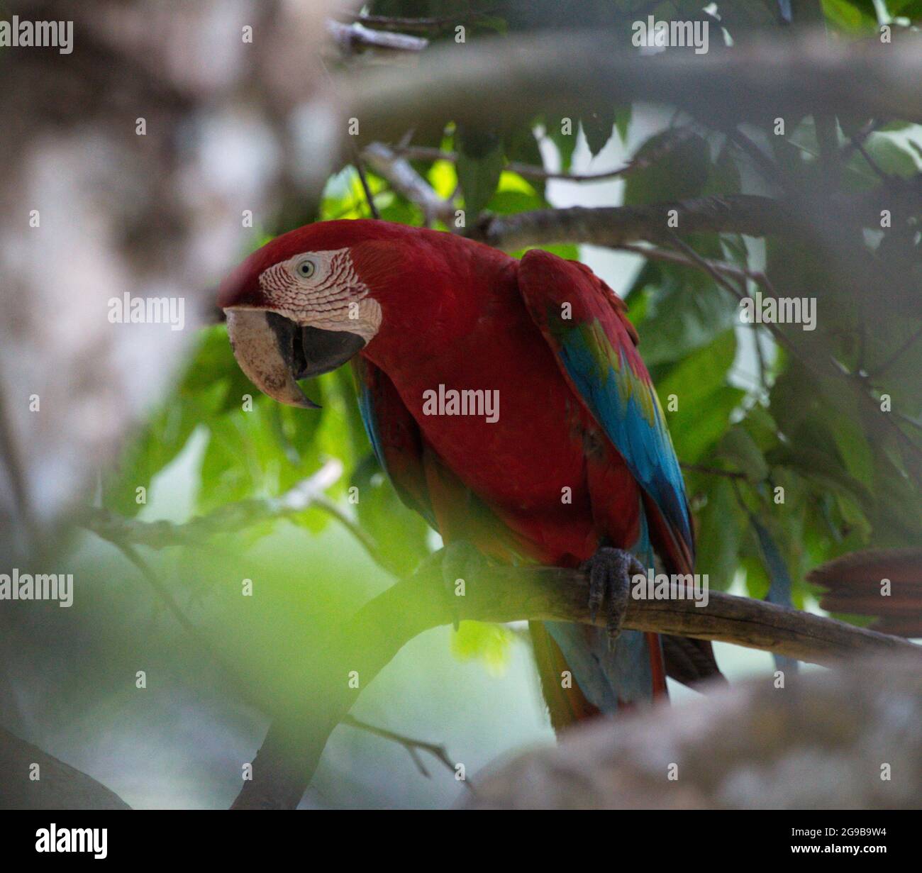 Scarlet macaw nest hi-res stock photography and images - Alamy