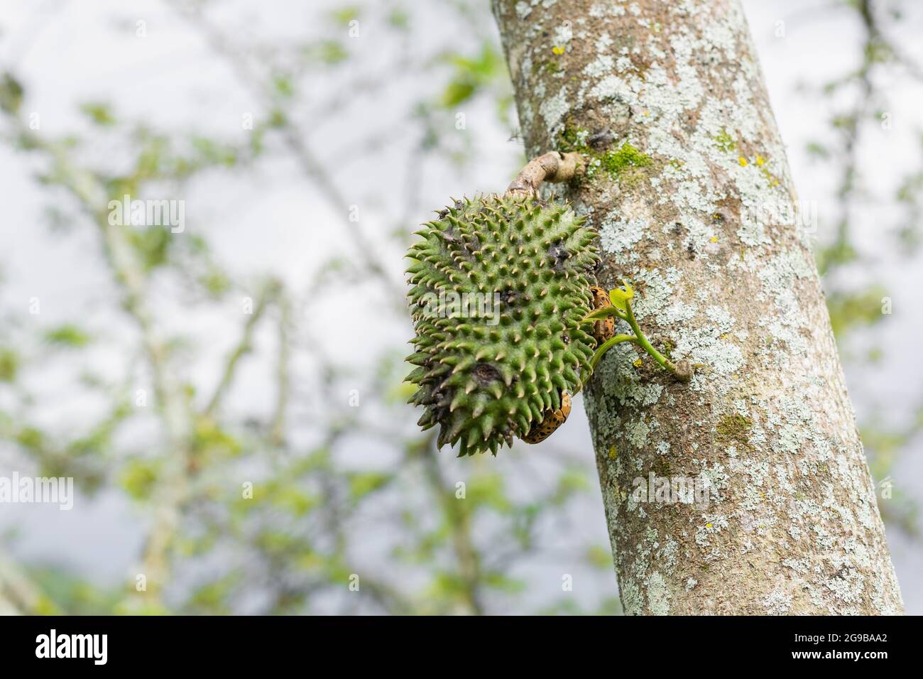 Annona muricata, soursop (guanábana) hanging from the tree with mite ...