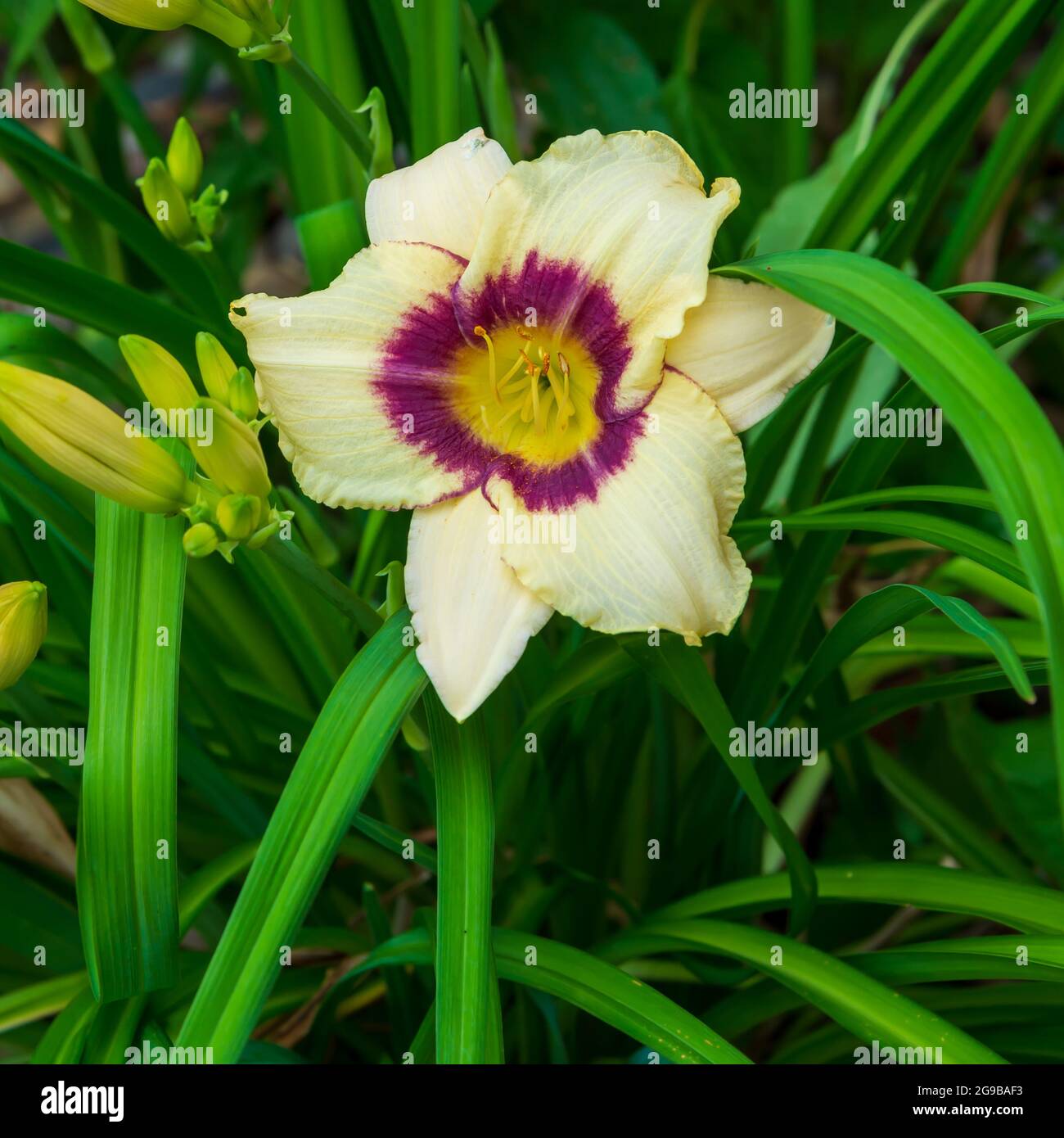 Lily bloom hi-res stock photography and images - Alamy