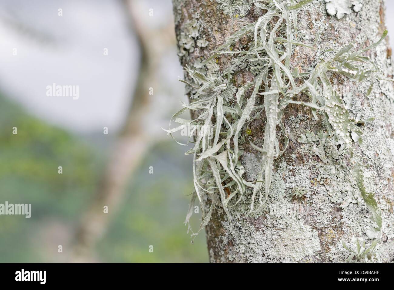 Bark of soursop tree (Annona muricata) with moss or lichen running ...