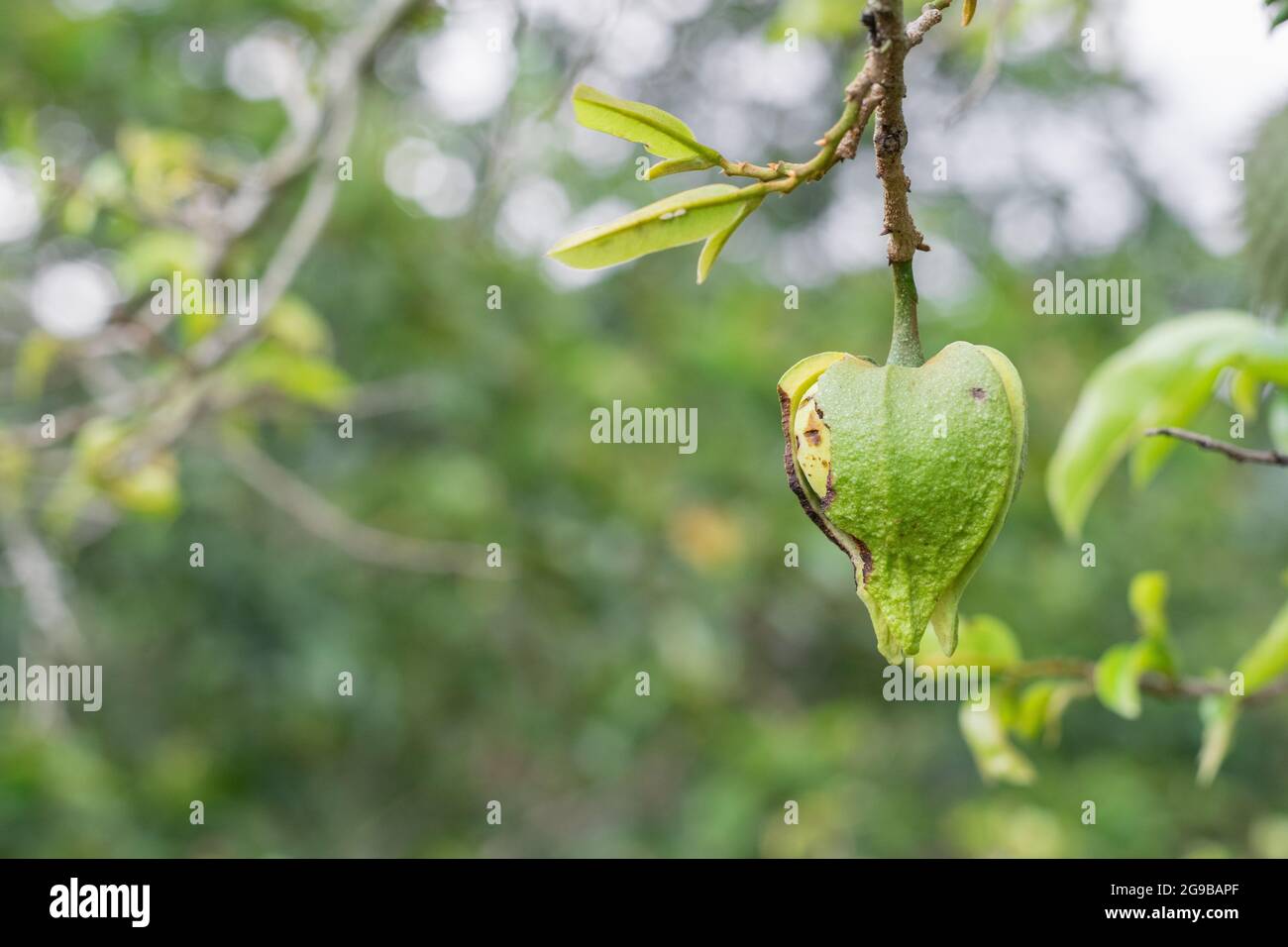 Annona muricata, infected (diseased) soursop flower Stock Photo - Alamy