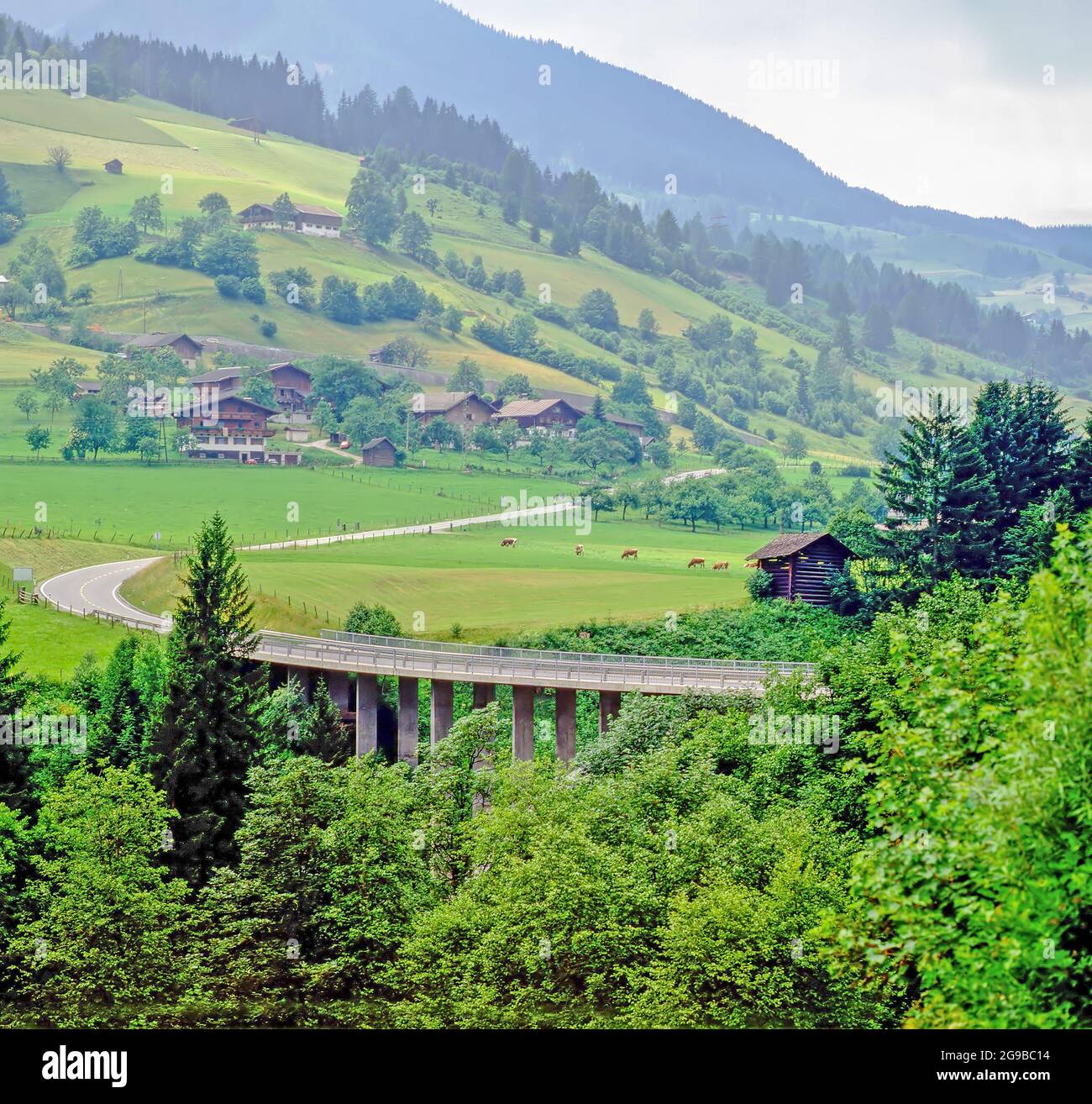 Austrian country scenery with road and cattle Stock Photo - Alamy
