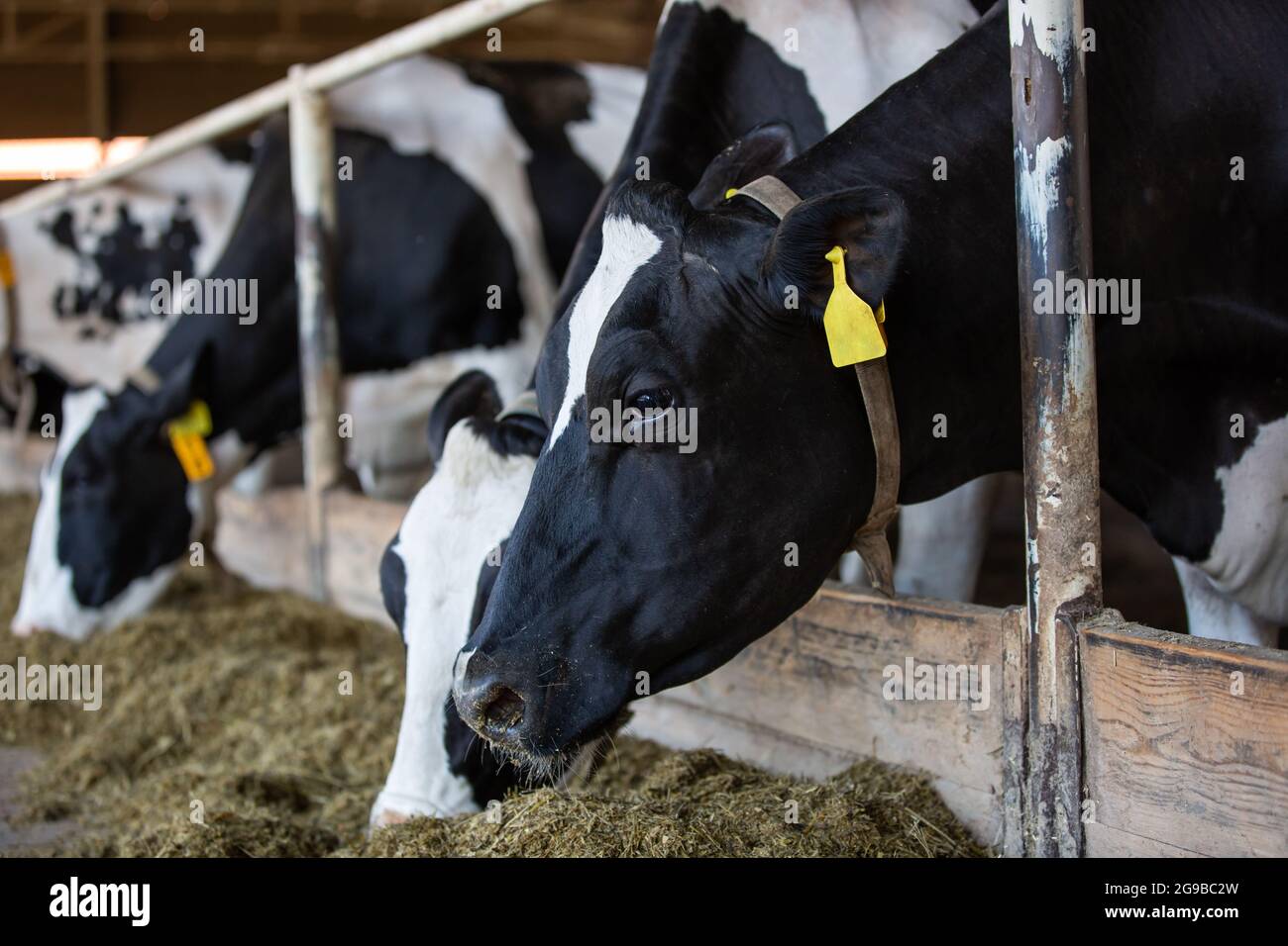 Diary cows hi-res stock photography and images - Alamy
