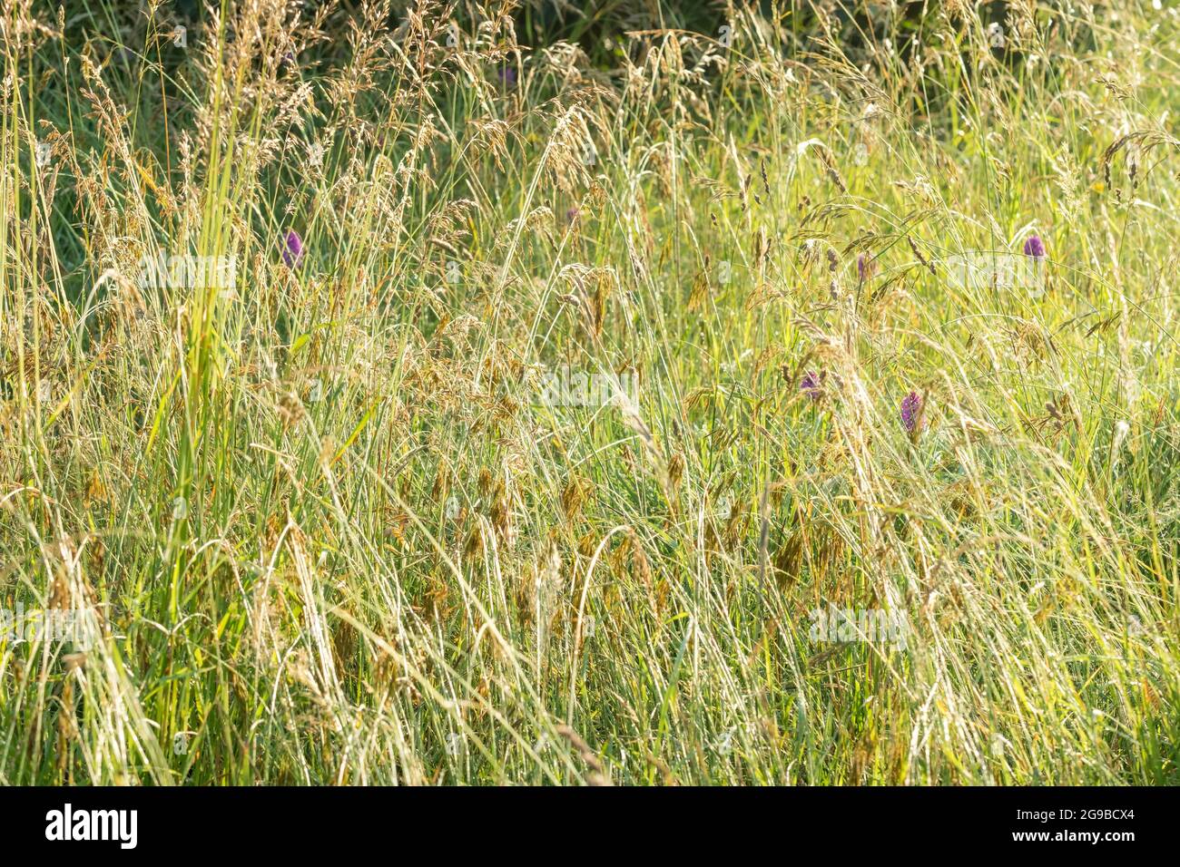 Summer wild grasses Stock Photo - Alamy