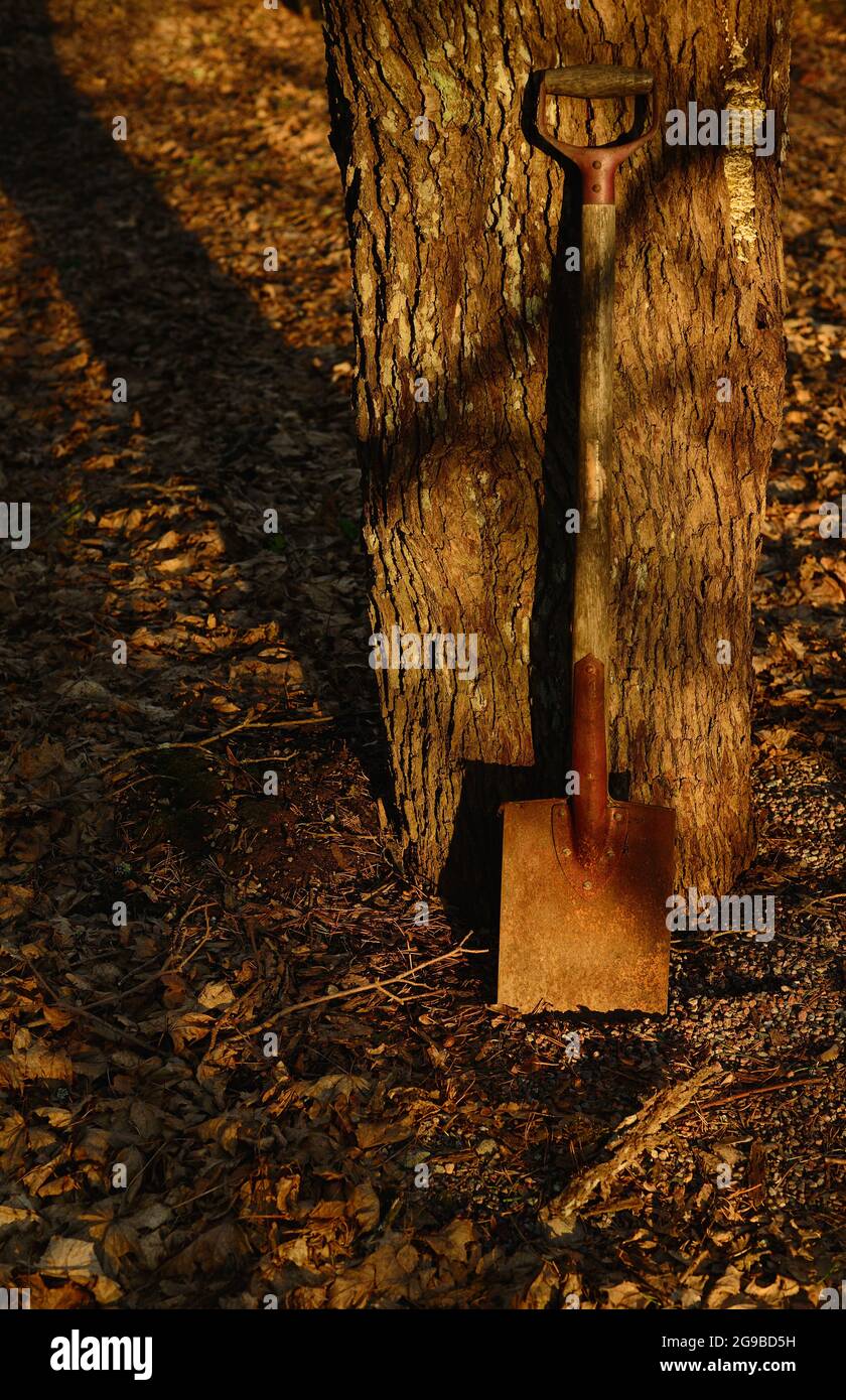 Old spade leaning against a tree in late evening sunlight Stock Photo ...