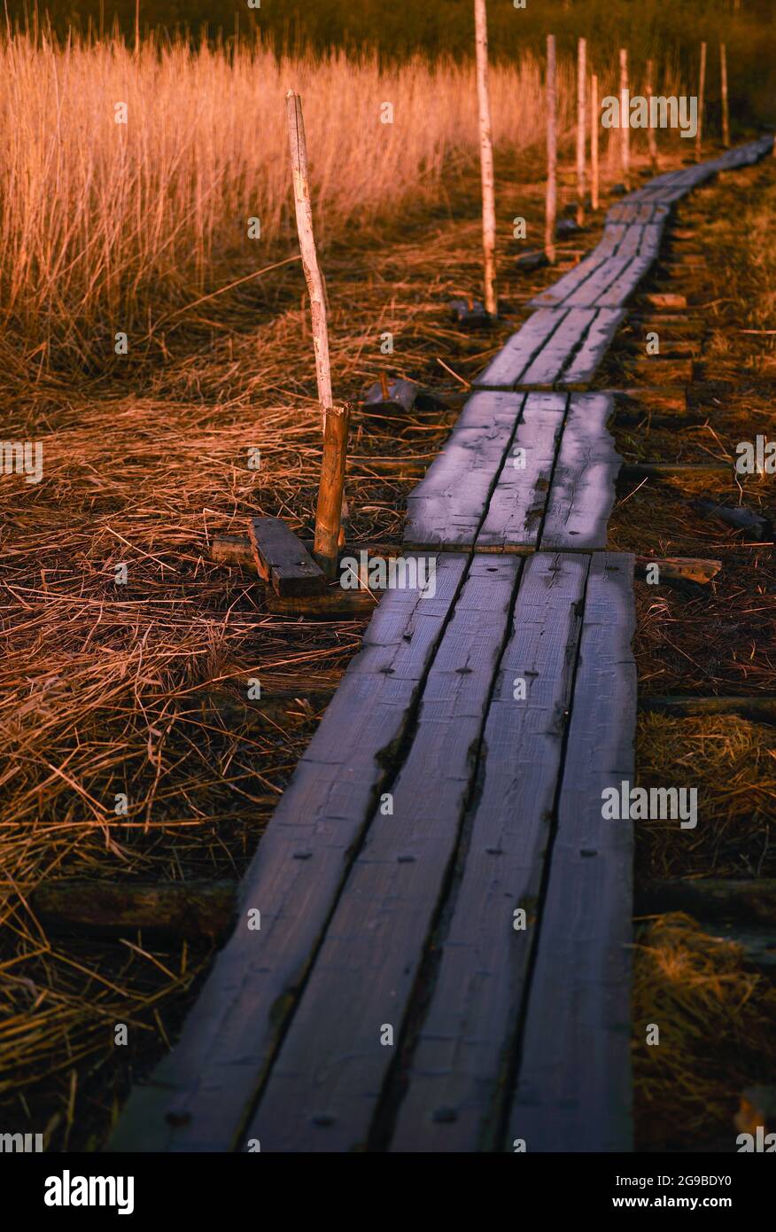 Reed bed walkway hi-res stock photography and images - Alamy