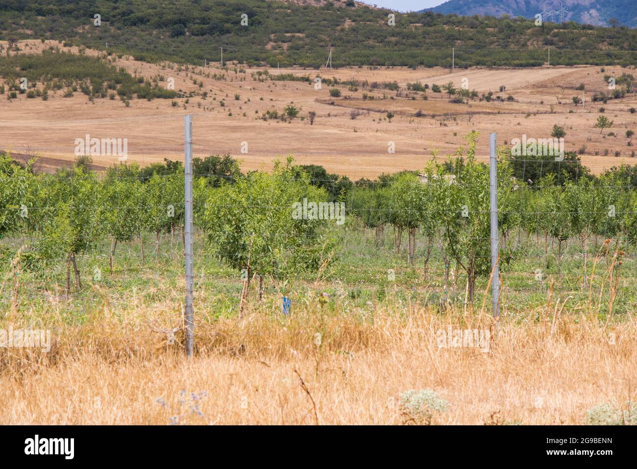 Landscape and view of courtyard, garden in Village of Georgia Stock ...