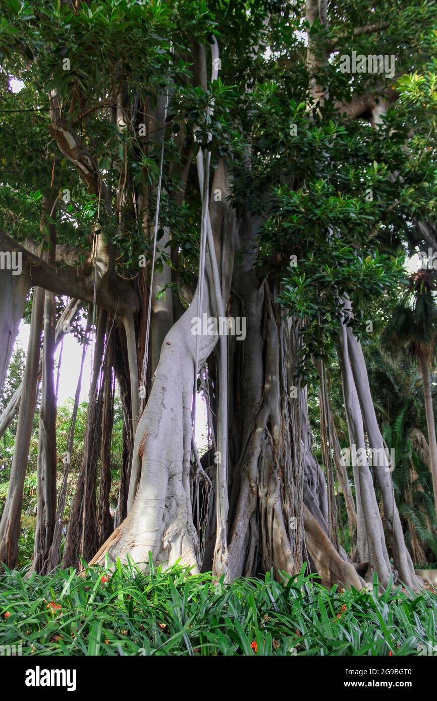 Ficus tree. Plant in a park in Puerto de la Cruz. Northern Tenerife ...