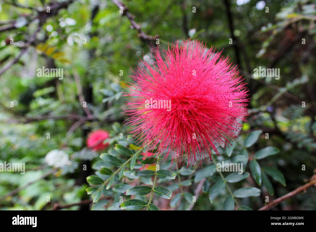 Powder puff flower hi-res stock photography and images - Alamy