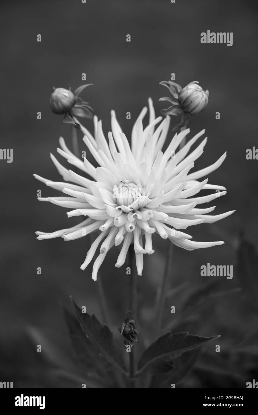 Background green cactus leaves Black and White Stock Photos & Images ...