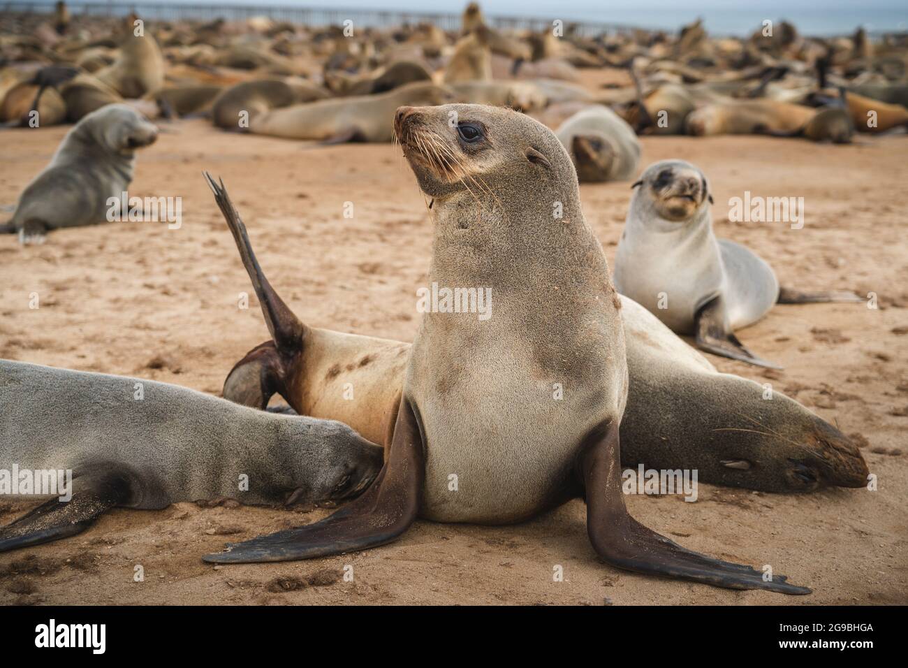 Seals at the Cape Cross Seal Reserve on the Skeleton Coast, Namibia ...