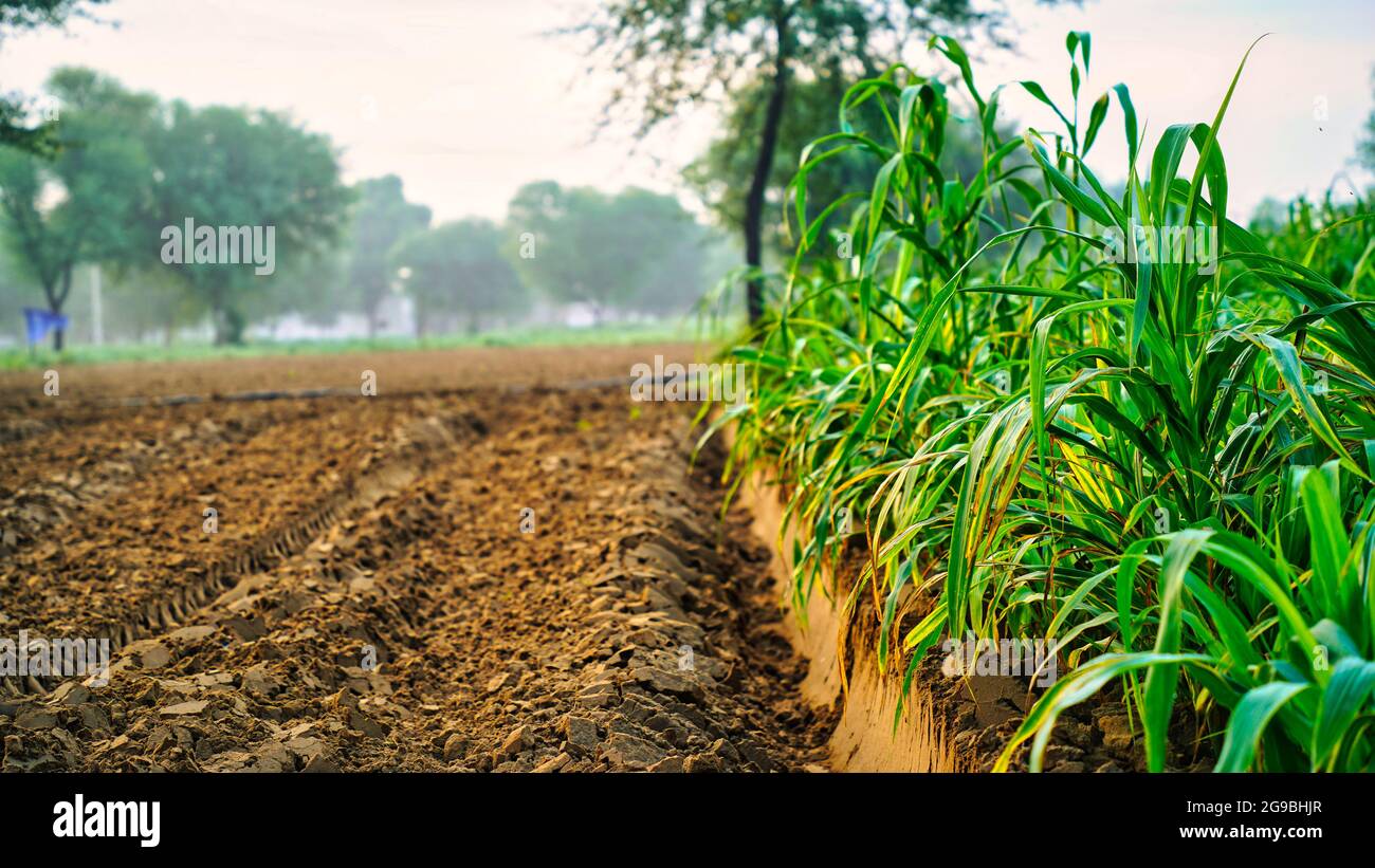 pearls millet fields,pearls production of beer and wine,fields of pearl ...