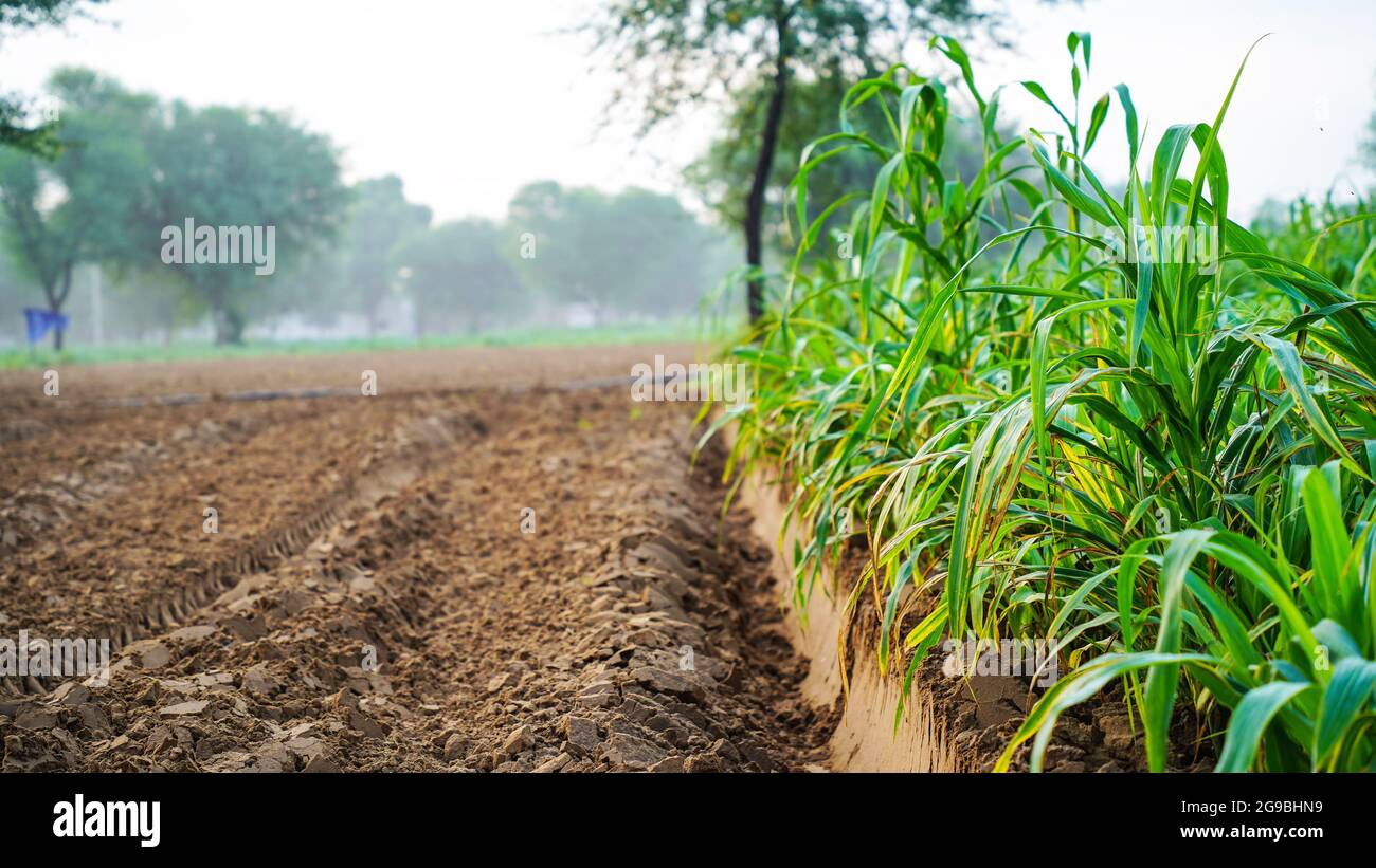 jowar grain or sorghum crop farm over morning sky background Stock ...