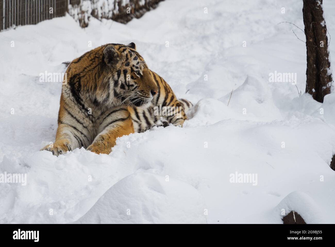 Tiger protection hi-res stock photography and images - Alamy