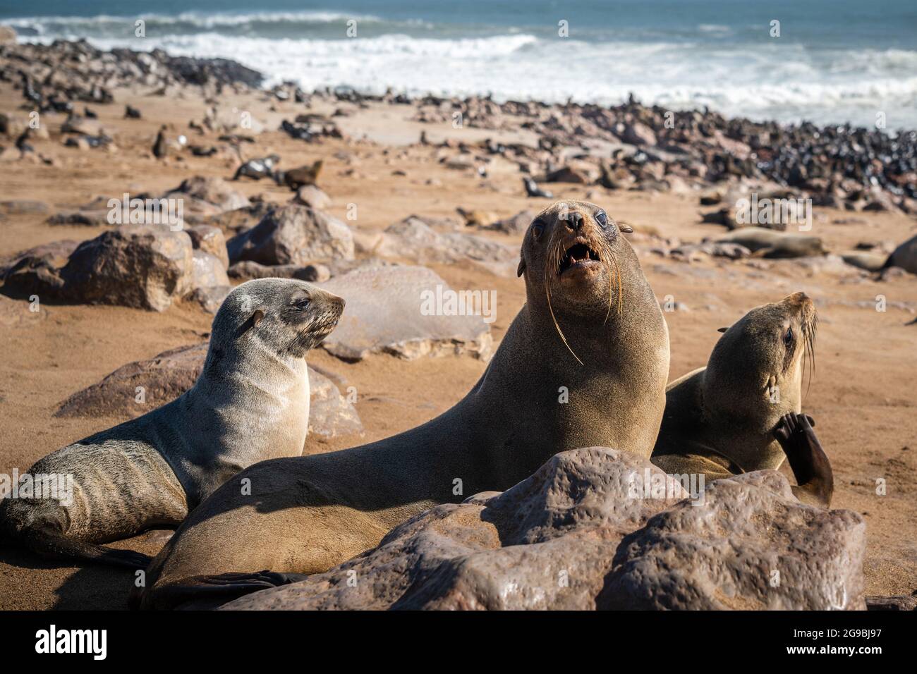 Seals at the Cape Cross Seal Reserve on the Skeleton Coast, Namibia ...