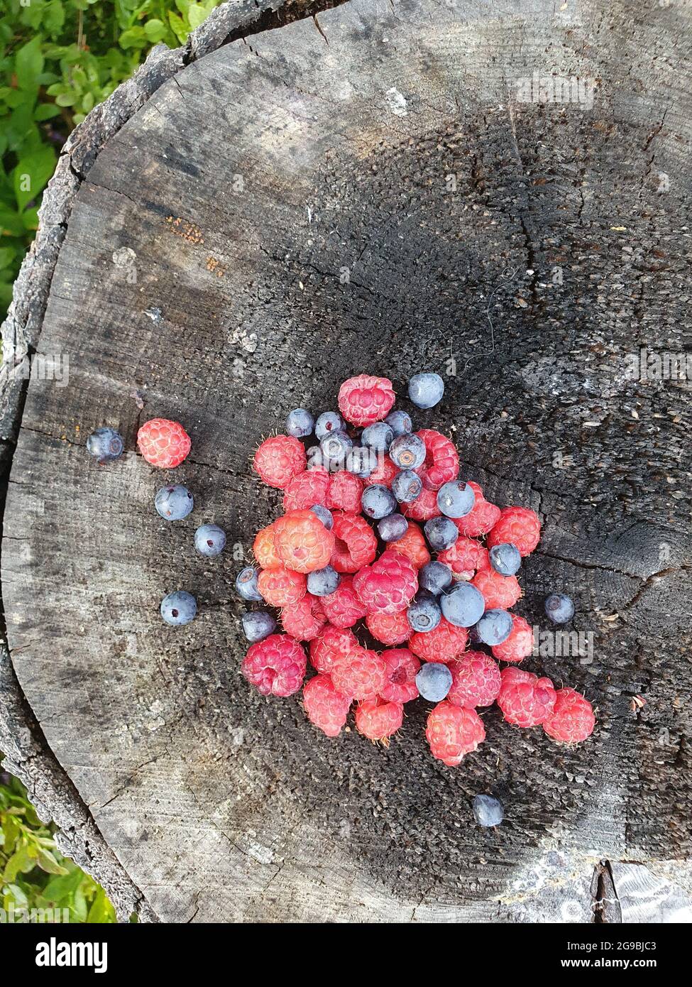 Berries of raspberries and blueberries on a tree stump in the forest ...