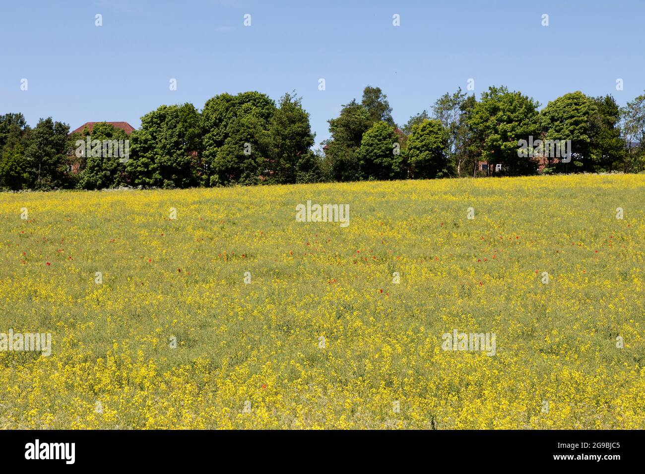 Yellow rape (canola) flowers flowering in a field in early summertime ...