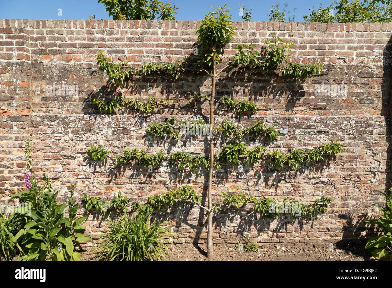 Old fruit tree uk hi-res stock photography and images - Alamy