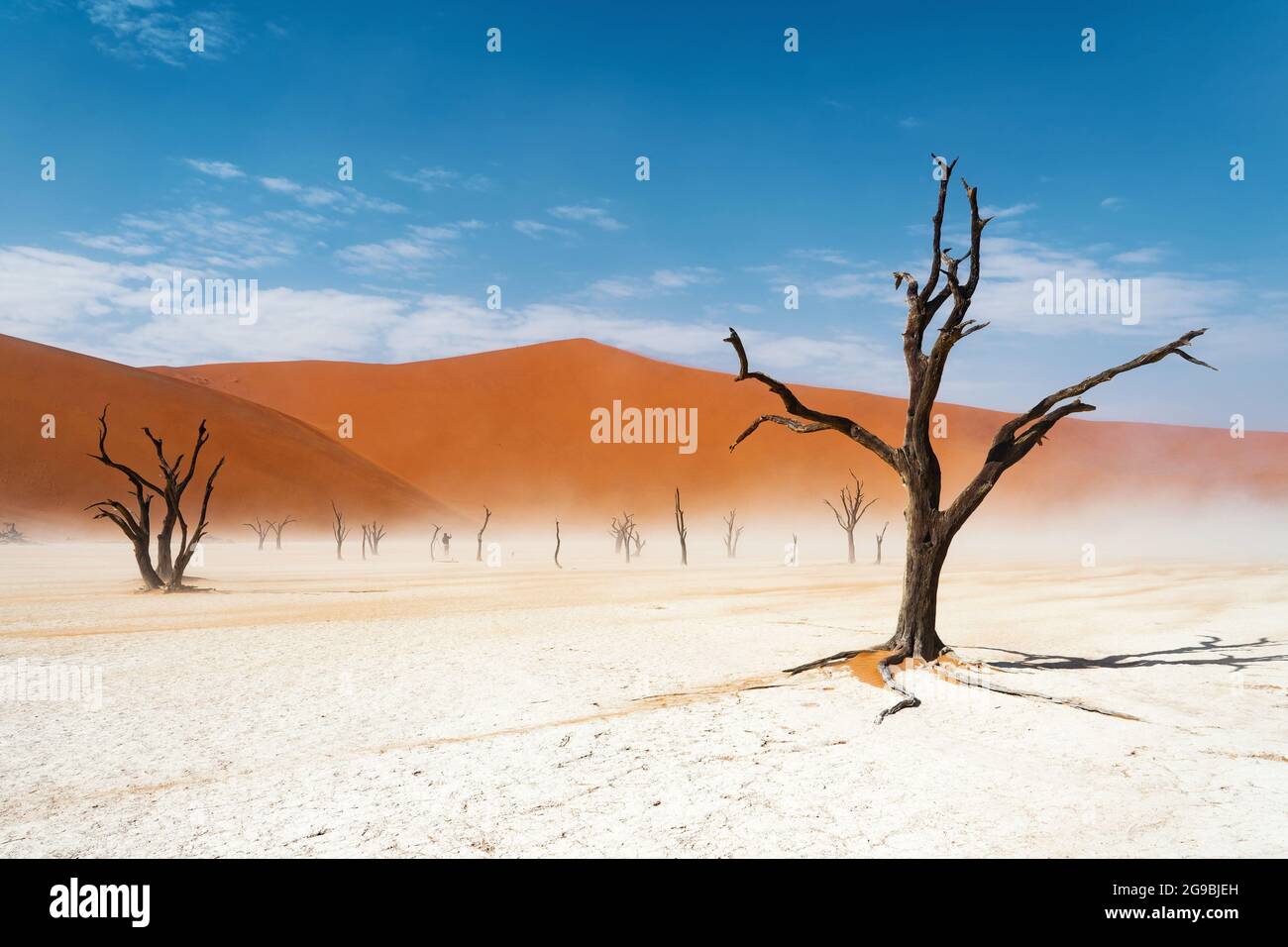 Dead camelthorn trees against towering sand dunes at Deadvlei in the ...