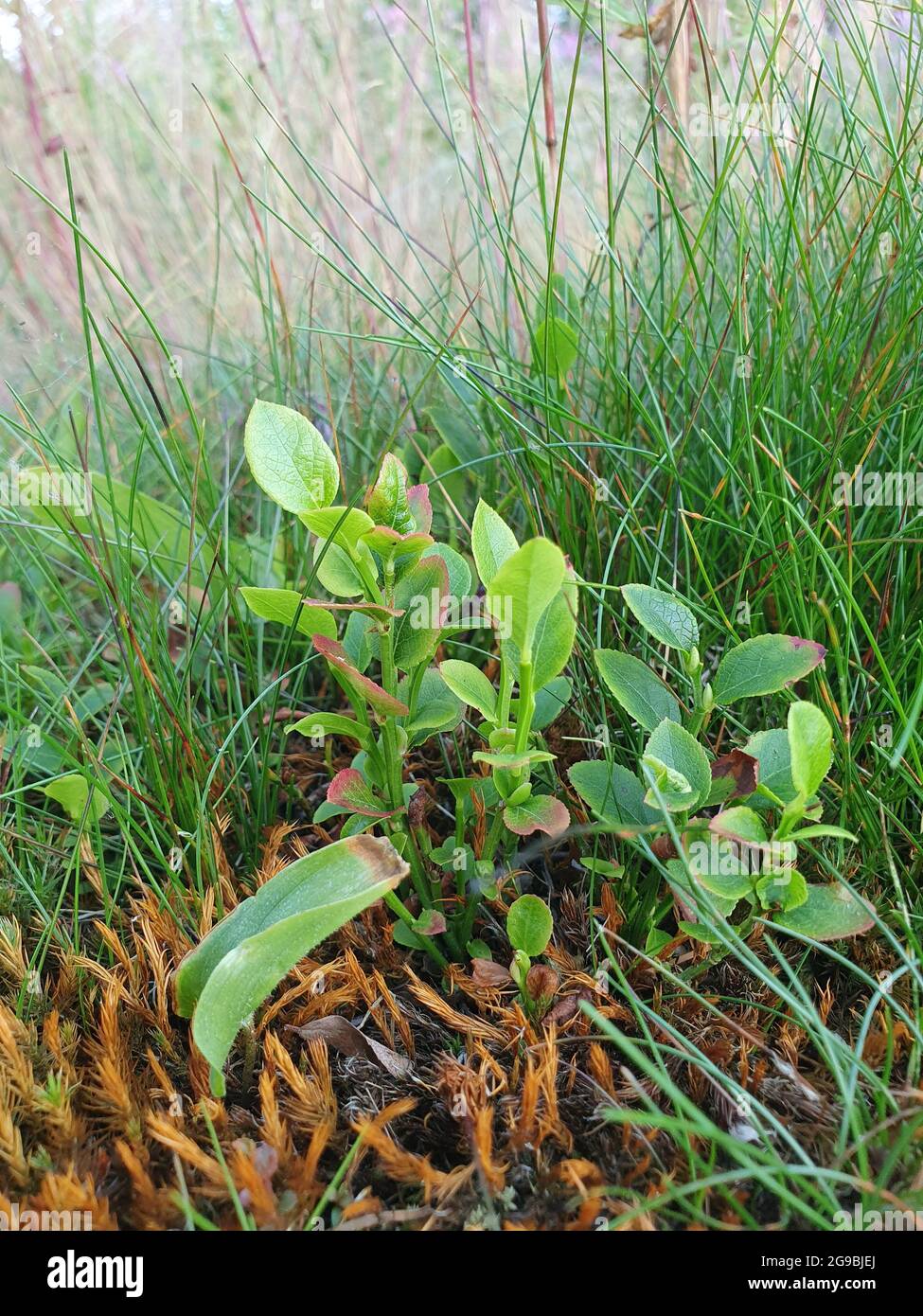 Lovely green little trees. Summer is the time of wonderful plants under ...