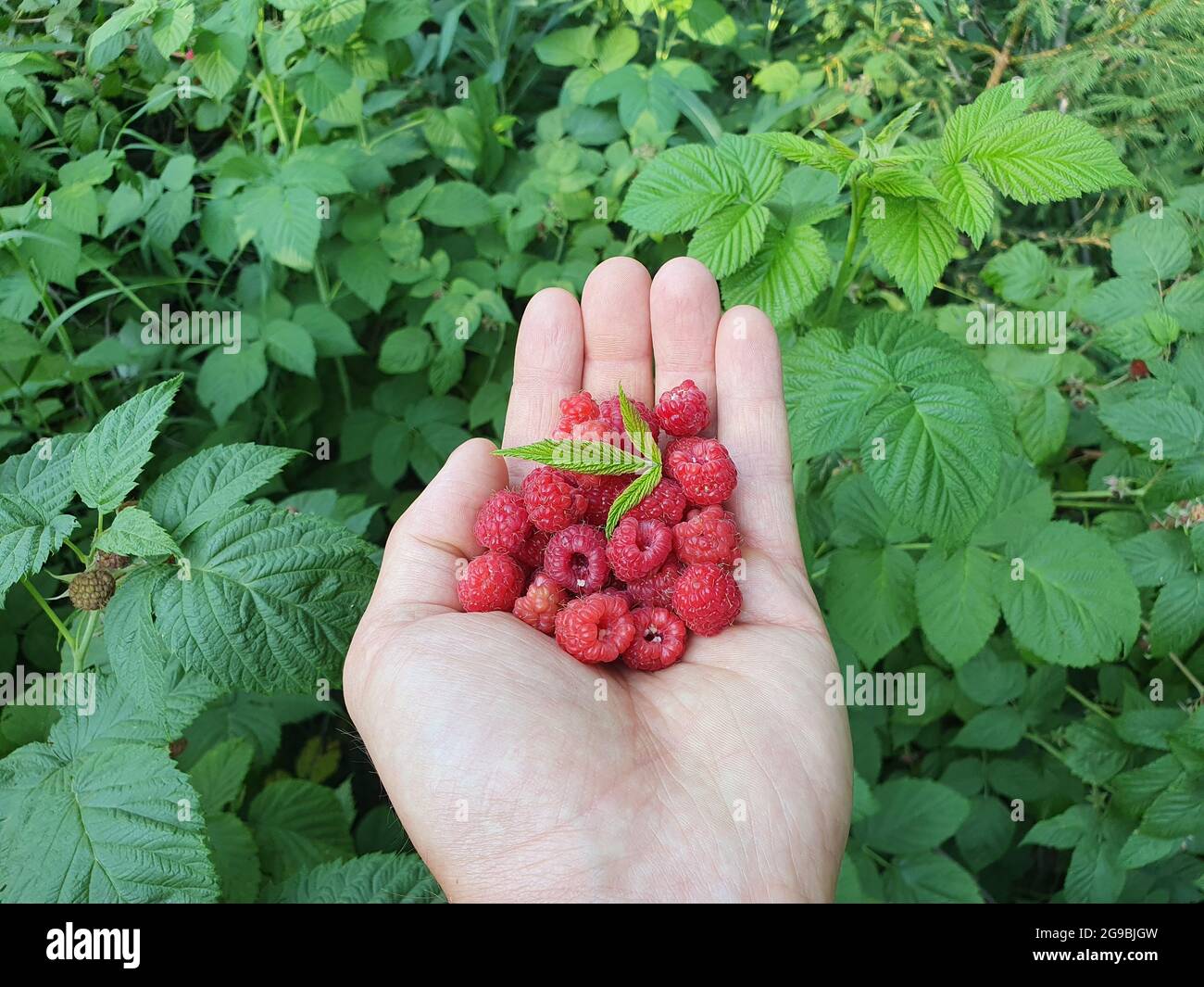 Red grapes wild raspberry hi-res stock photography and images - Alamy