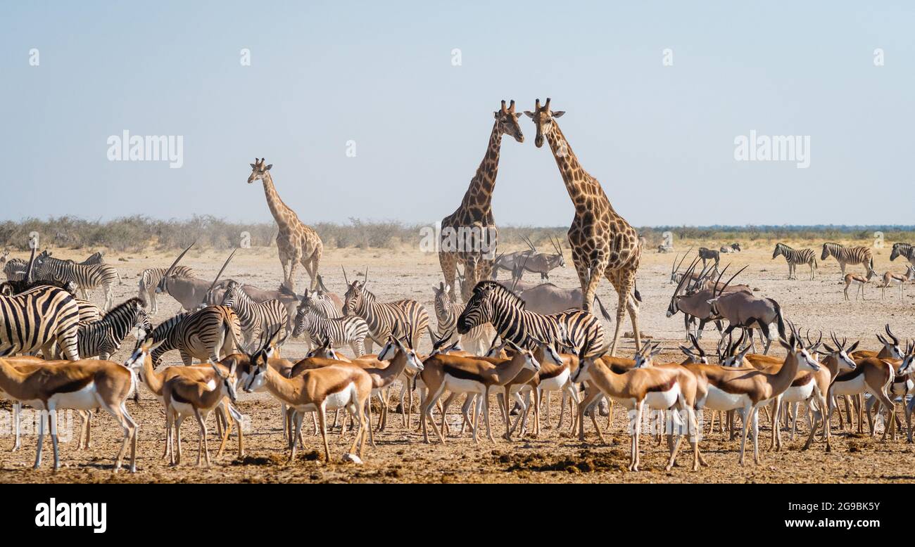 Wildebeest zebra in etosha hi-res stock photography and images - Alamy