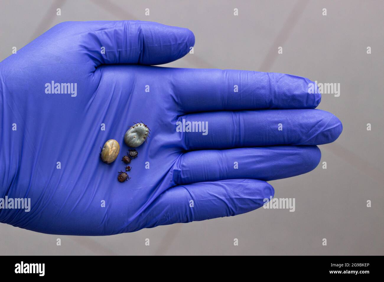A closeup view of a person holding an Infected female tick with gloves ...
