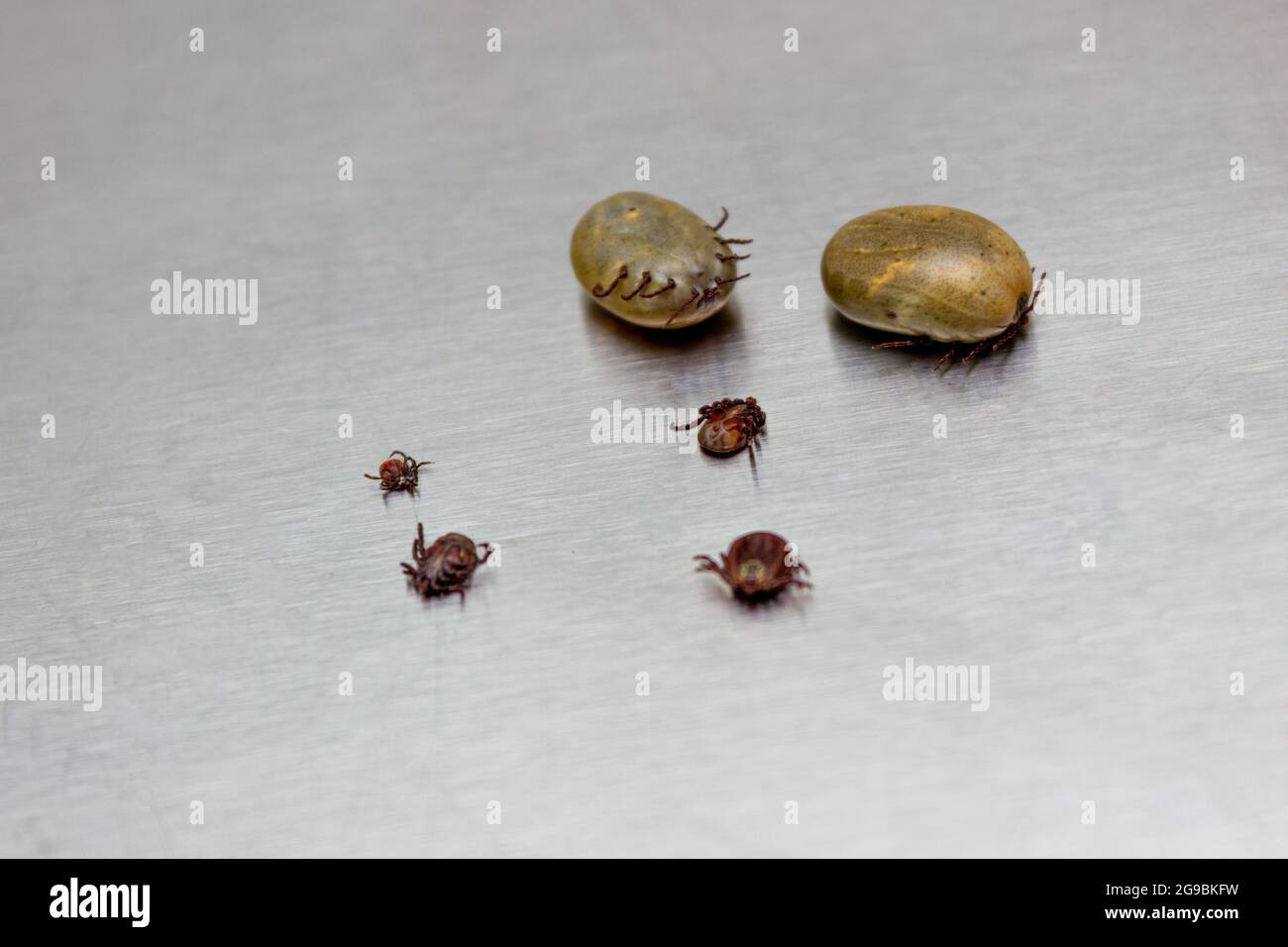 A closeup view of an Infected female tick on a white background ...