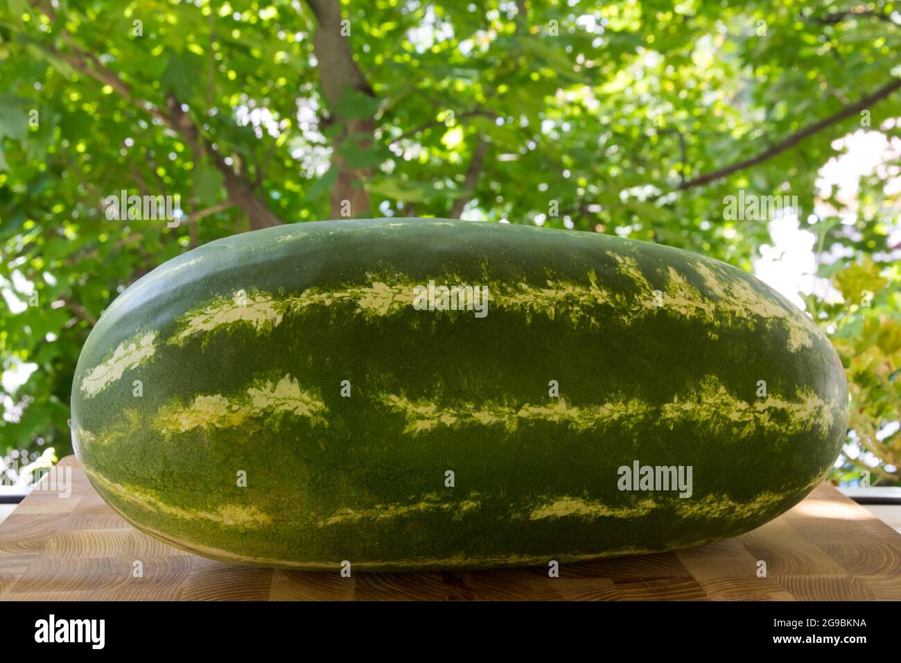 Long green striped watermelon lies on a wooden board against the ...