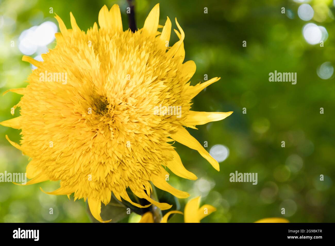 Double sunflowers hi-res stock photography and images - Alamy