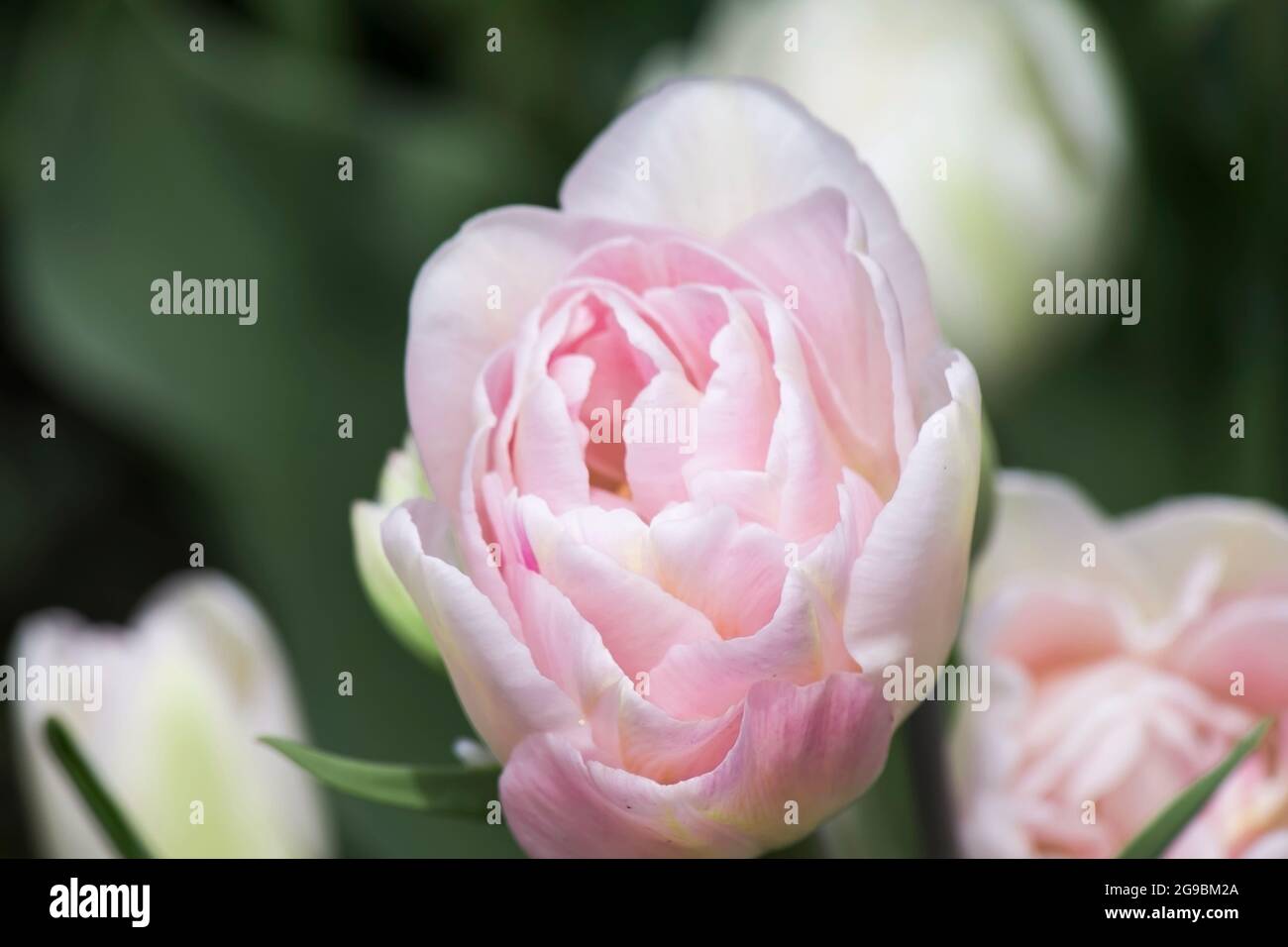 Flower Shops High Resolution Stock Photography and Images - Alamy