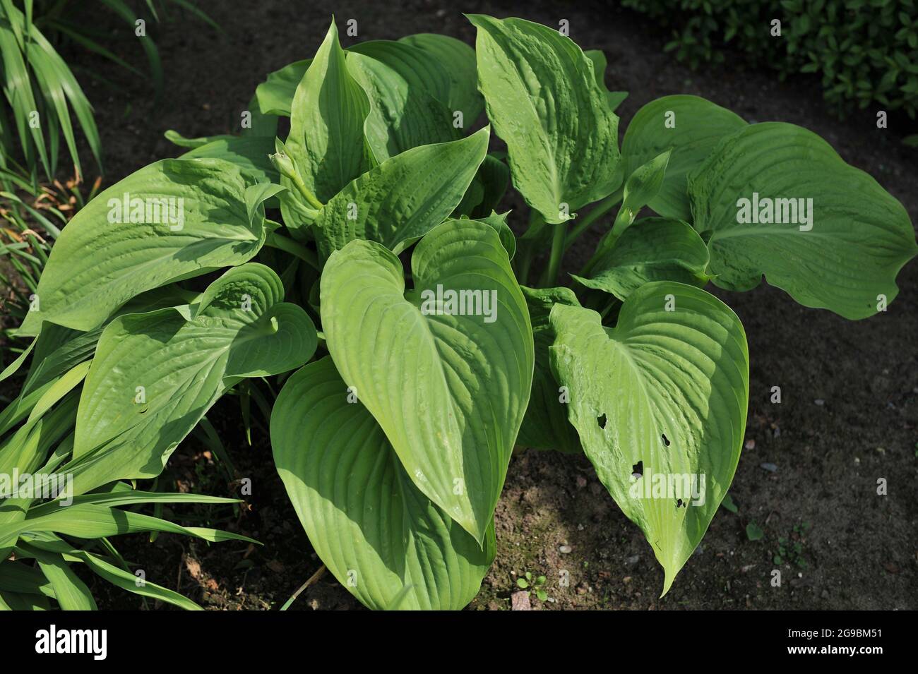 Giant Hosta Elatior with large green leaves grows in a garden in May ...