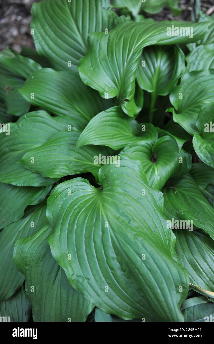 Giant Hosta Hirao Majesty with large leaves grows in a garden in May ...