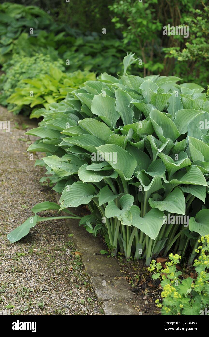 Giant Hosta Krossa Regal with large bluish-green leaves grows in a garden in June Stock Photo ...