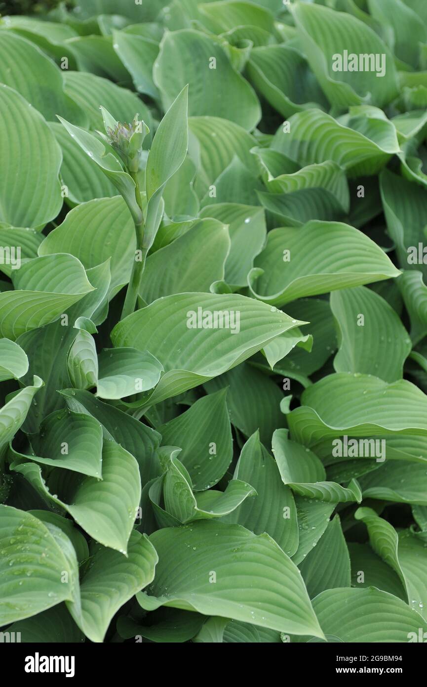 Giant Hosta Krossa Regal with large bluish-green leaves grows in a ...