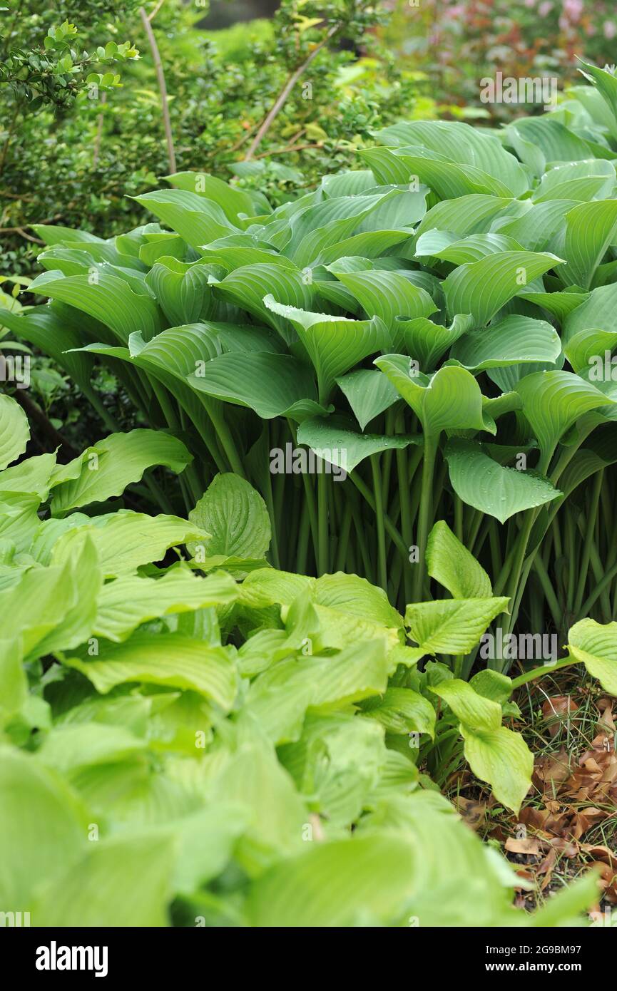 Giant Hosta Krossa Regal with large bluish-green leaves grows in a ...