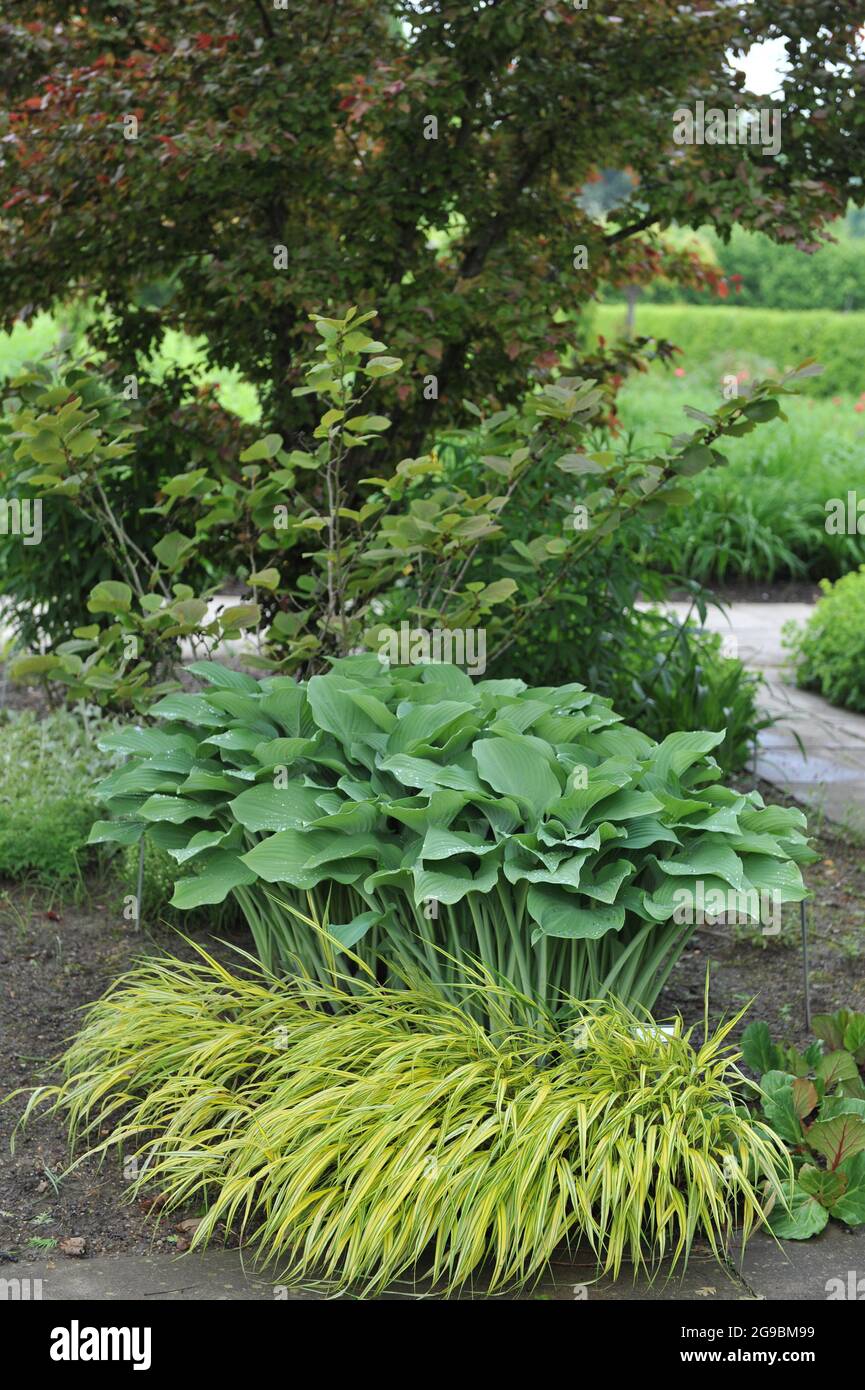Giant Hosta Krossa Regal with large bluish-green leaves grows in a ...