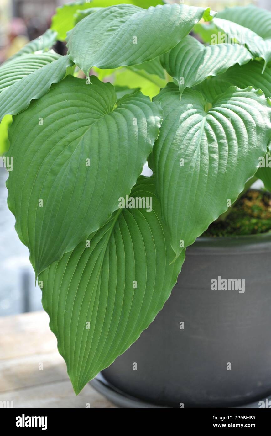 Giant Hosta Niagara Falls with large green leaves grows in a black pot ...