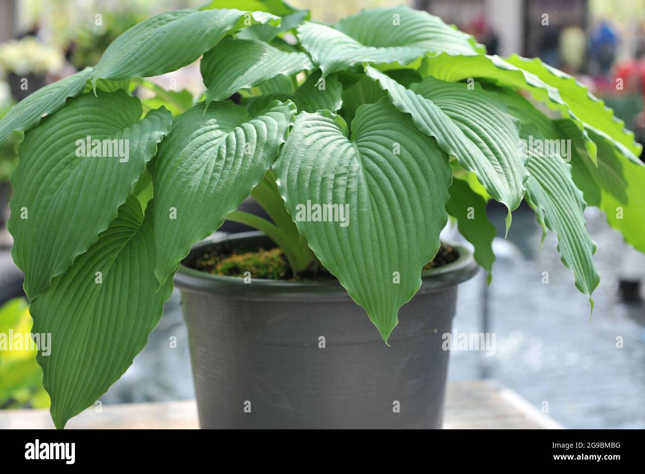 Giant Hosta Niagara Falls with large green leaves grows in a black pot ...