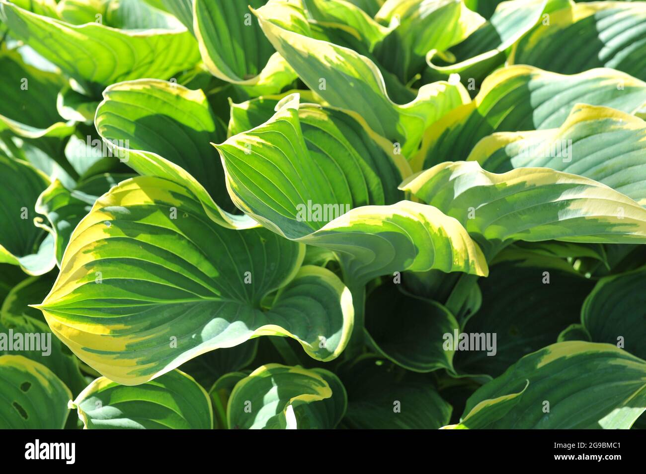 Giant Hosta Sagae with large variegated bluish-green leaves grows in a ...
