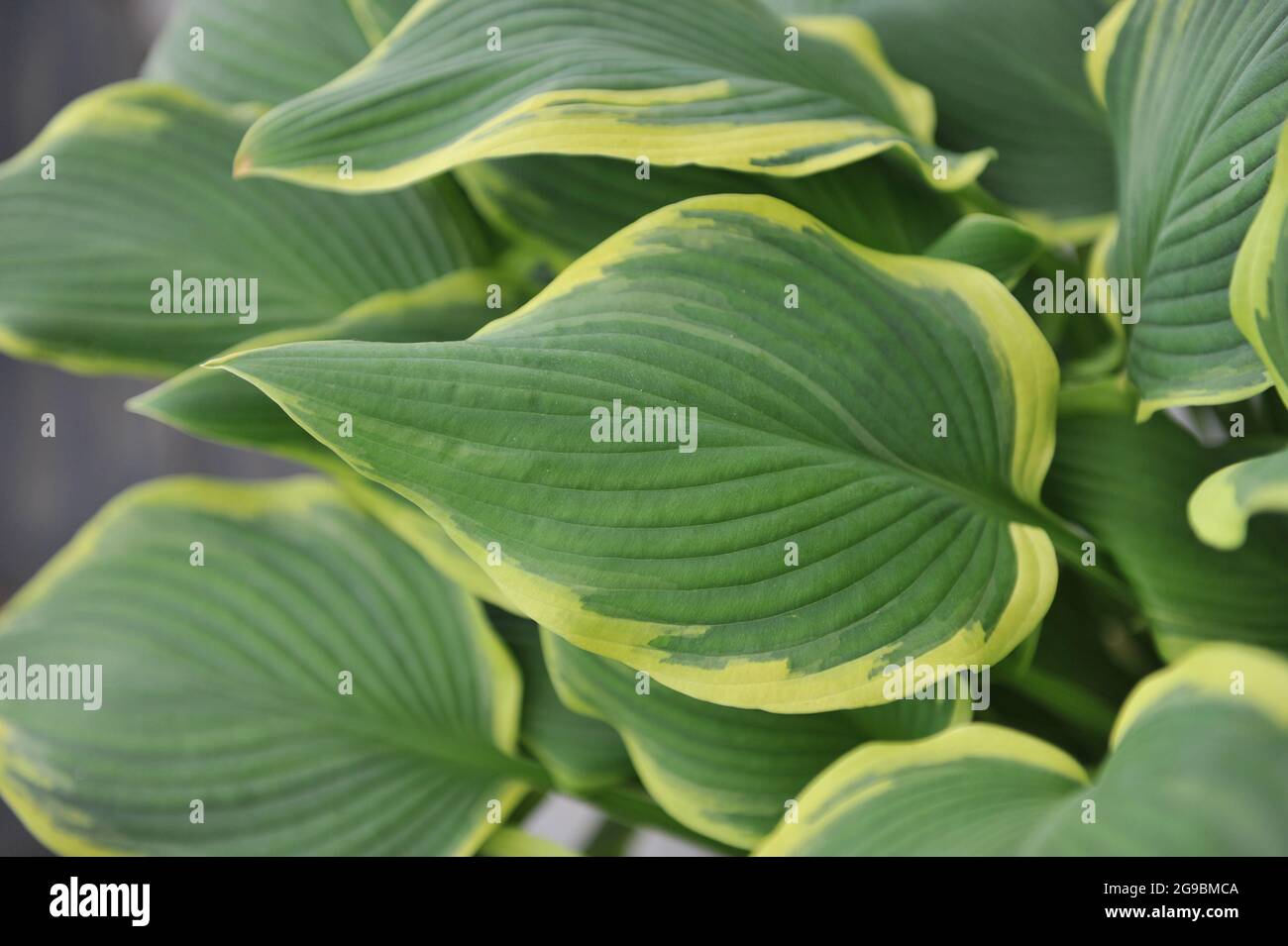 Giant Hosta Yellow River with large variegated leaves grows in a pot in ...